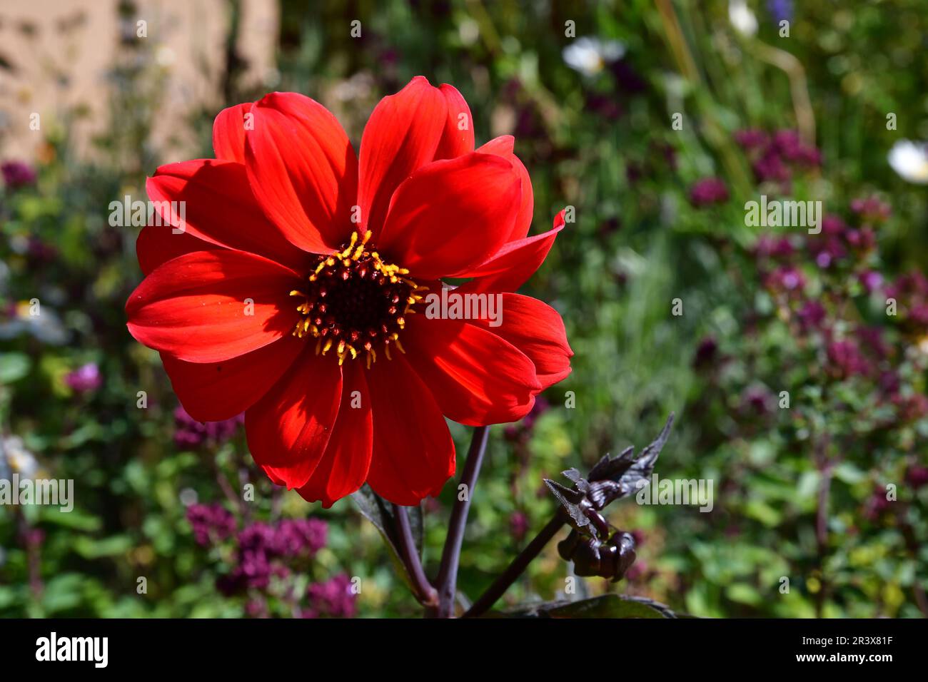 Rspb garden hi-res stock photography and images - Alamy