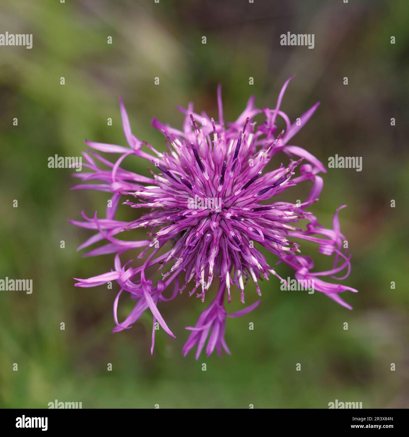 Centaurea scabiosa, commonly known as the Greater knapweed Stock Photo ...