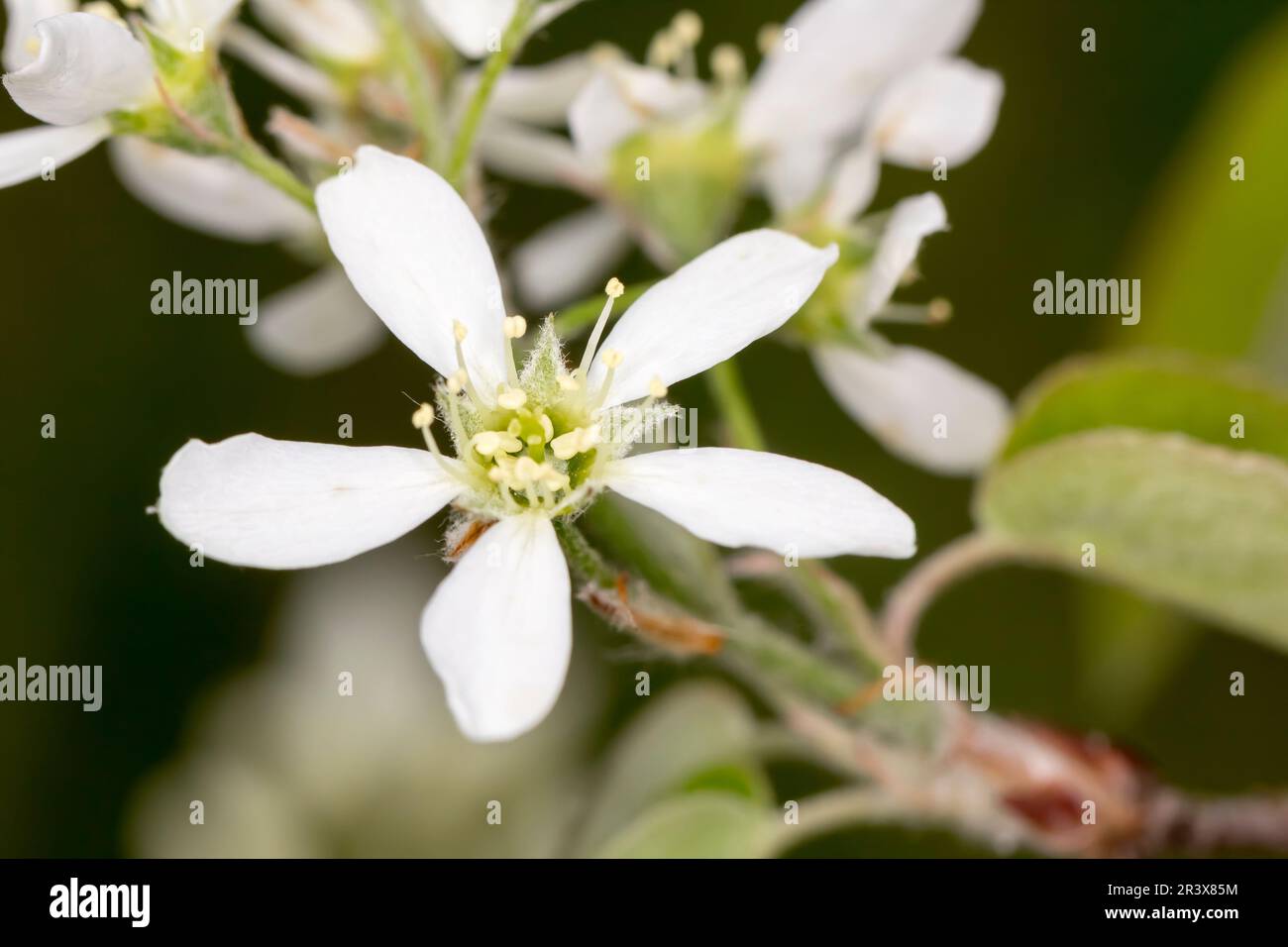 Amelanchier spicata, known as Dwarf serviceberry, Thicket shadebush ...