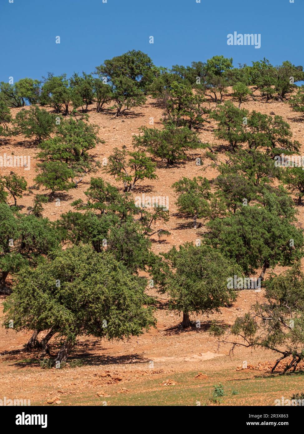Argan land hi-res stock photography and images - Alamy