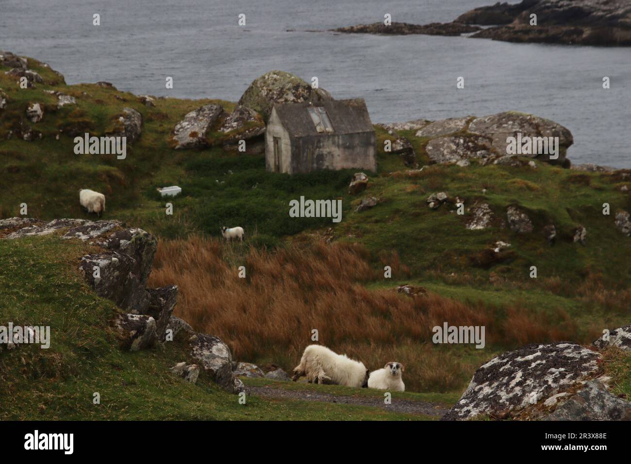 Sheep on Harris Stock Photo - Alamy