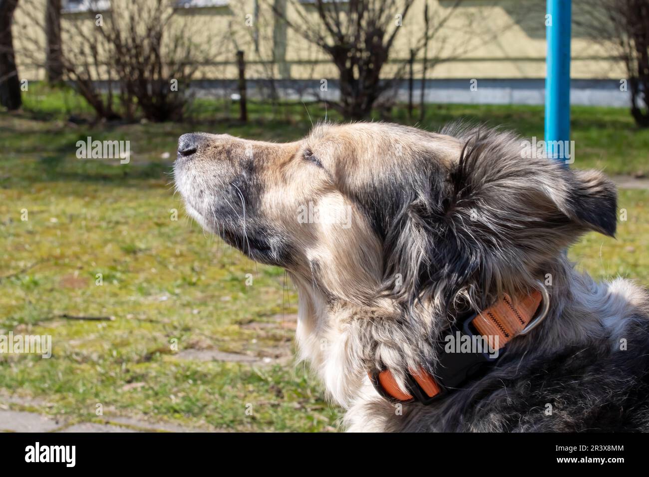 Fluffy gray dog standing on the sidewalk Stock Photo - Alamy