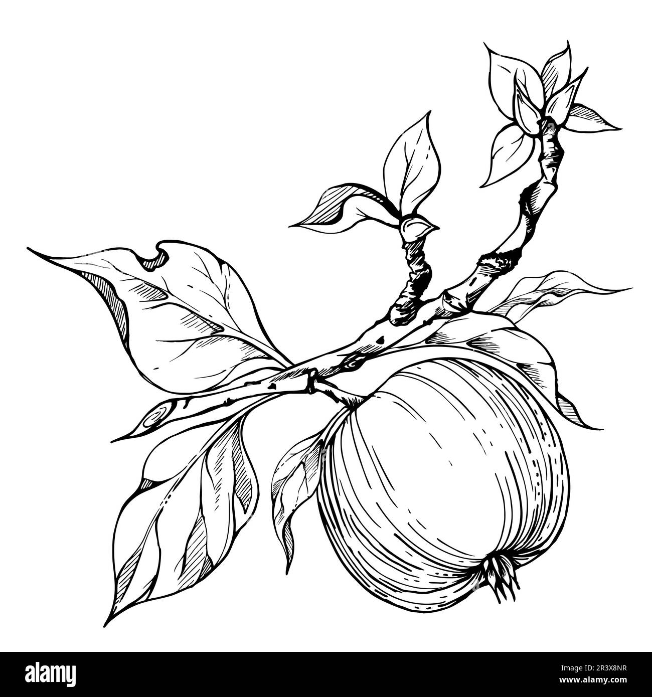Hand drawn ink composition with apple fruits on branch with leaves ...