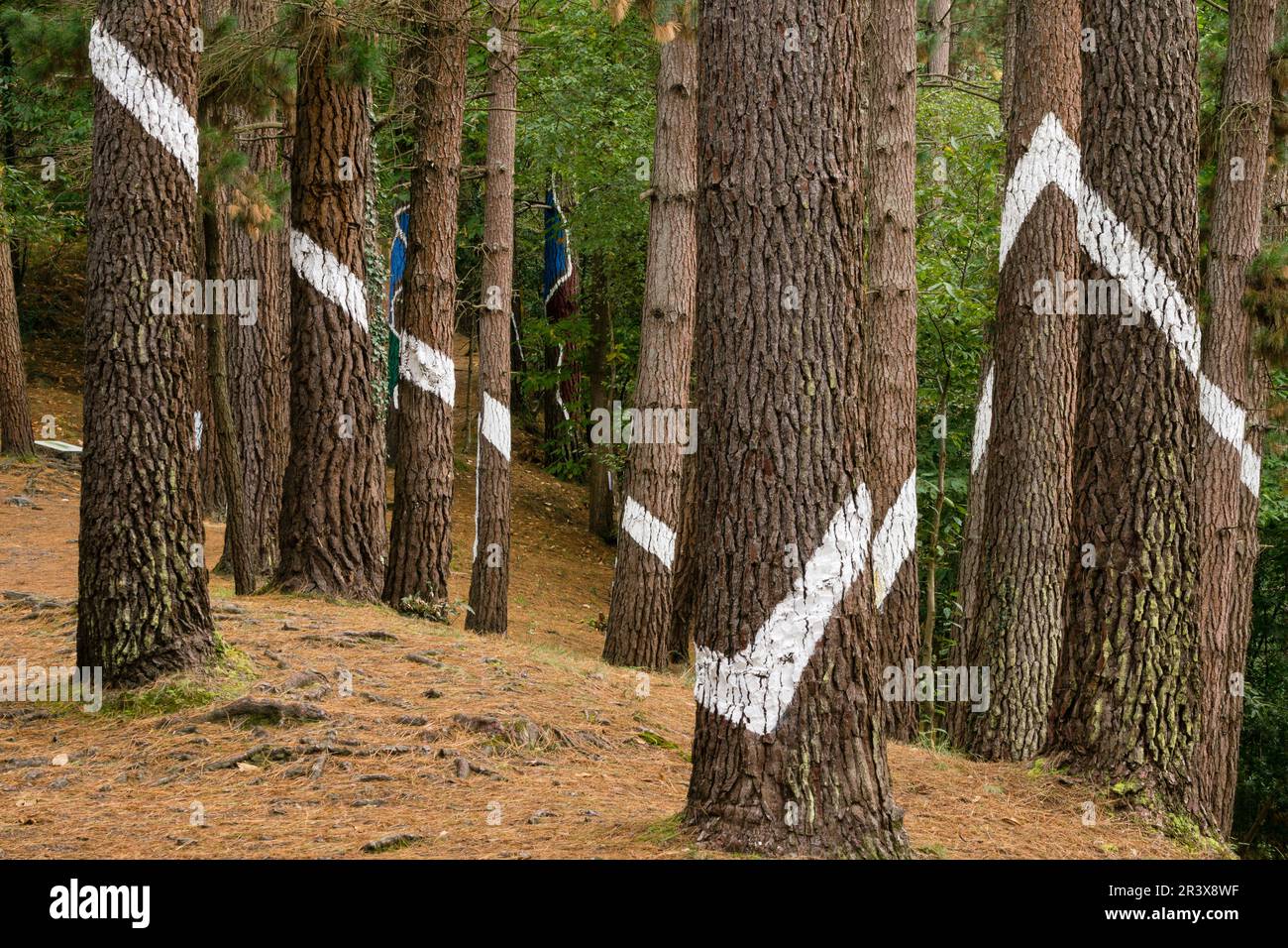 Color del rayo hi-res stock photography and images - Alamy