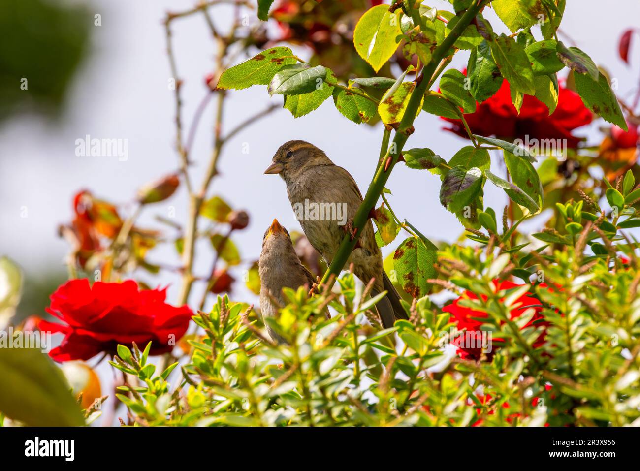 Roses and the sparrows hi-res stock photography and images - Alamy