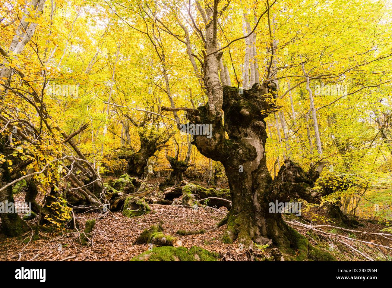 bosque de Carlac, - hayedo de Carlac-, Bausen, valle de Aran ...