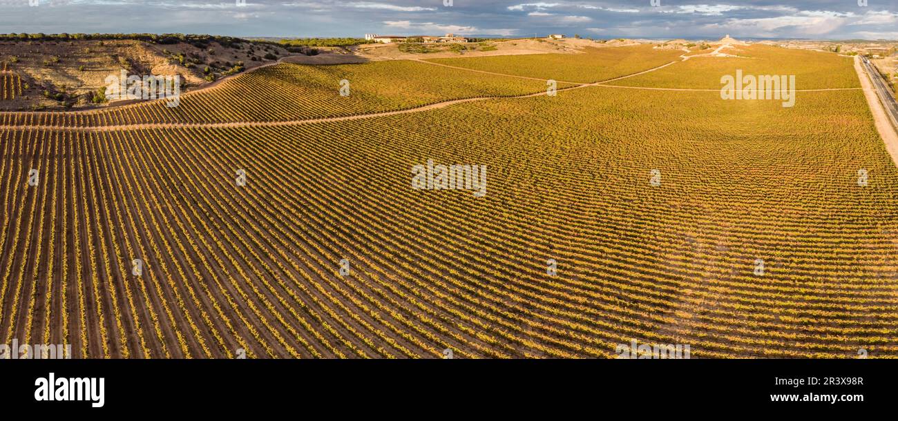 field of vines, Aranda de Duero, Burgos province, Spain Stock Photo - Alamy