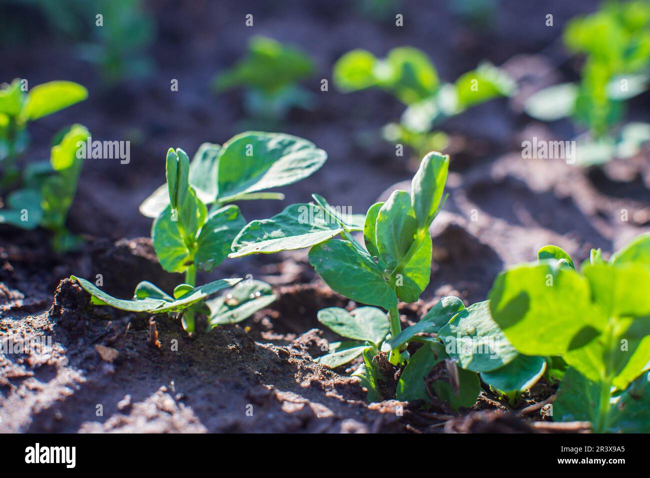 Peas crops planted in soil get ripe under sun. Cultivated land close up ...