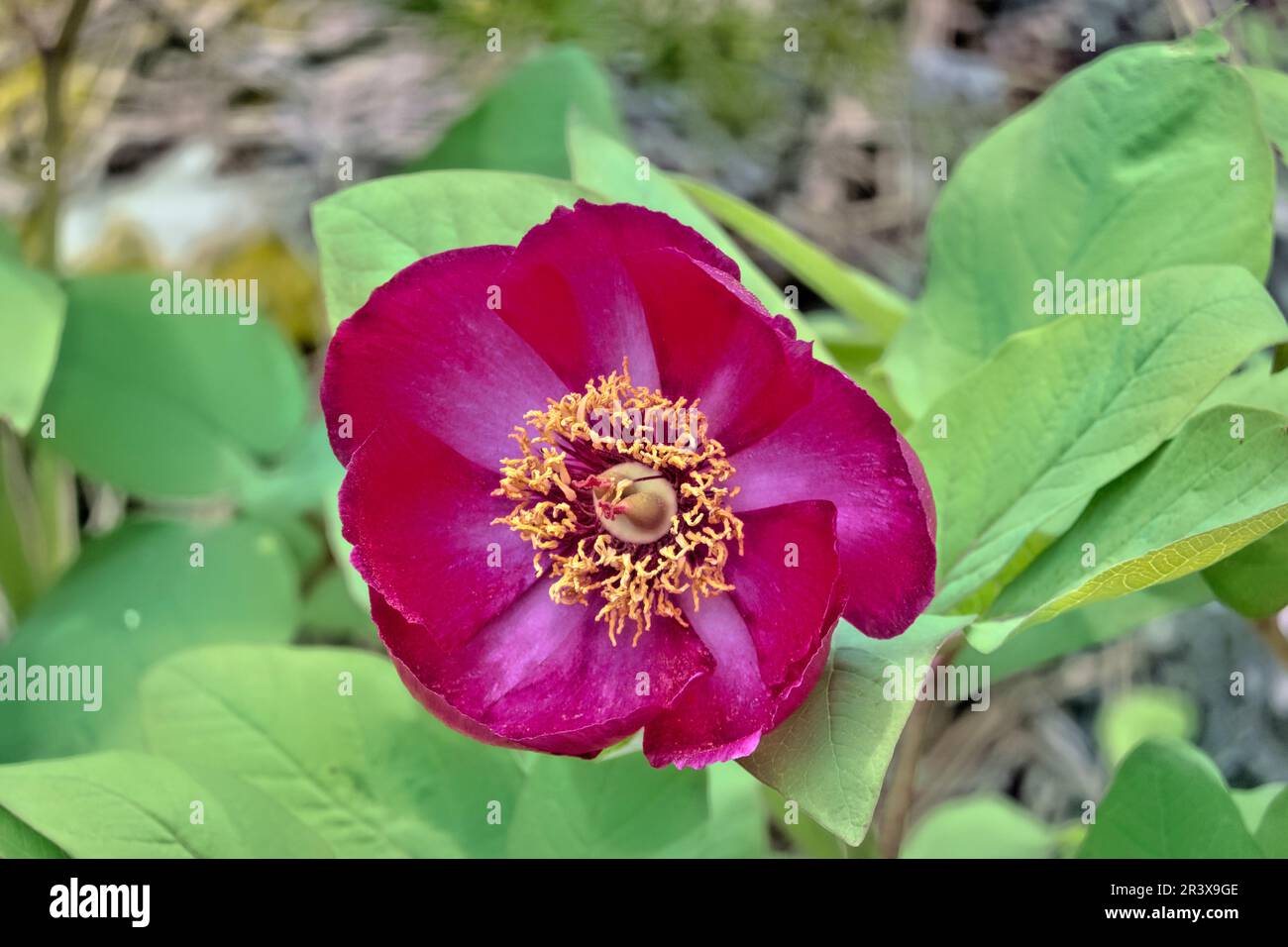 Wild peonies (Paeonia arietina) along the Lycian Way, Antalya, Turkey ...