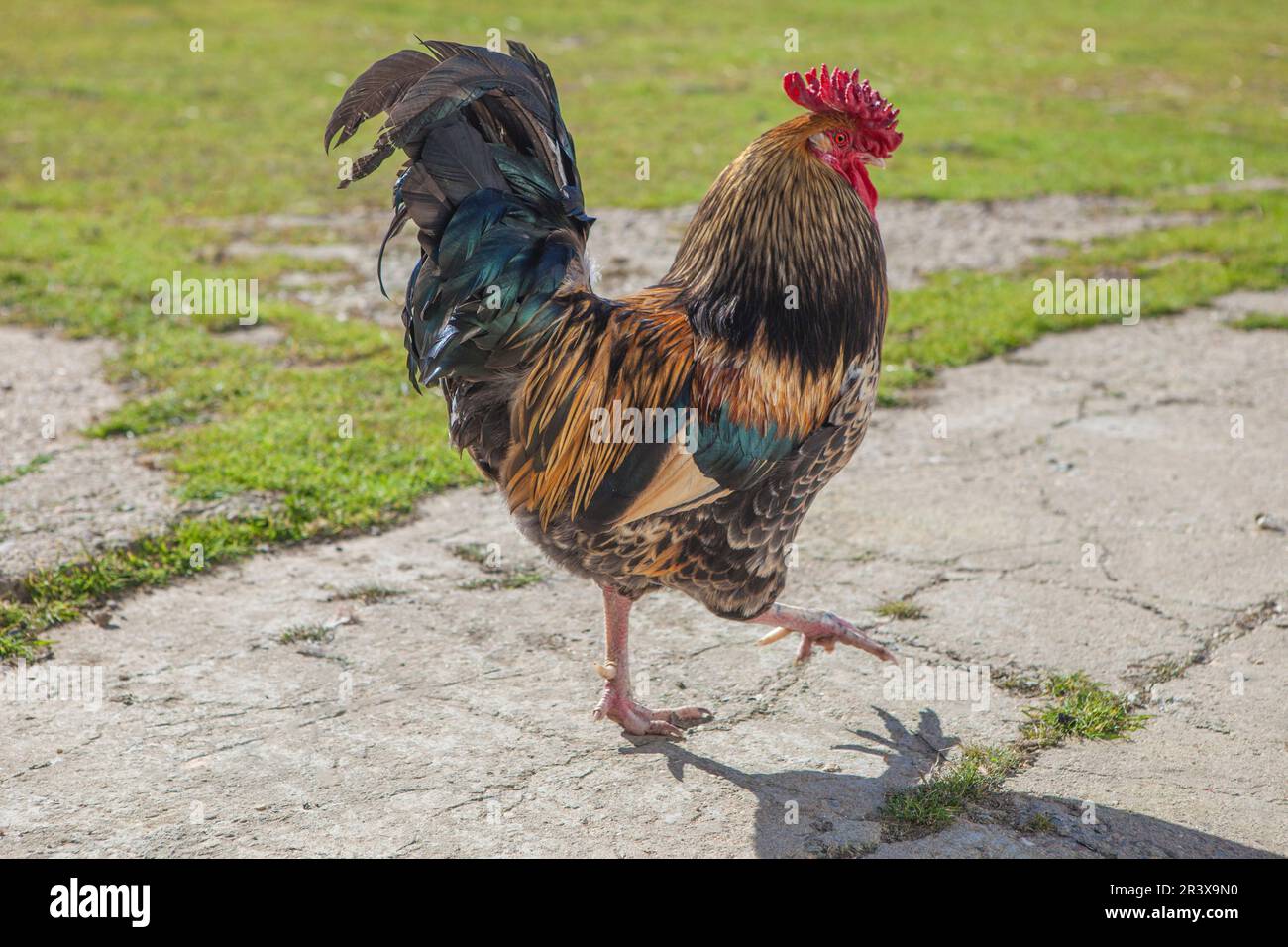 Proud walking rooster. Green grass background Stock Photo - Alamy