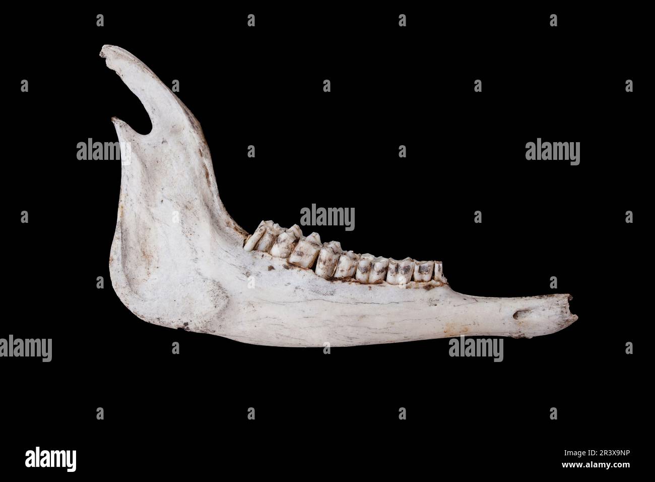 Ruminant dental anatomy hi-res stock photography and images - Alamy