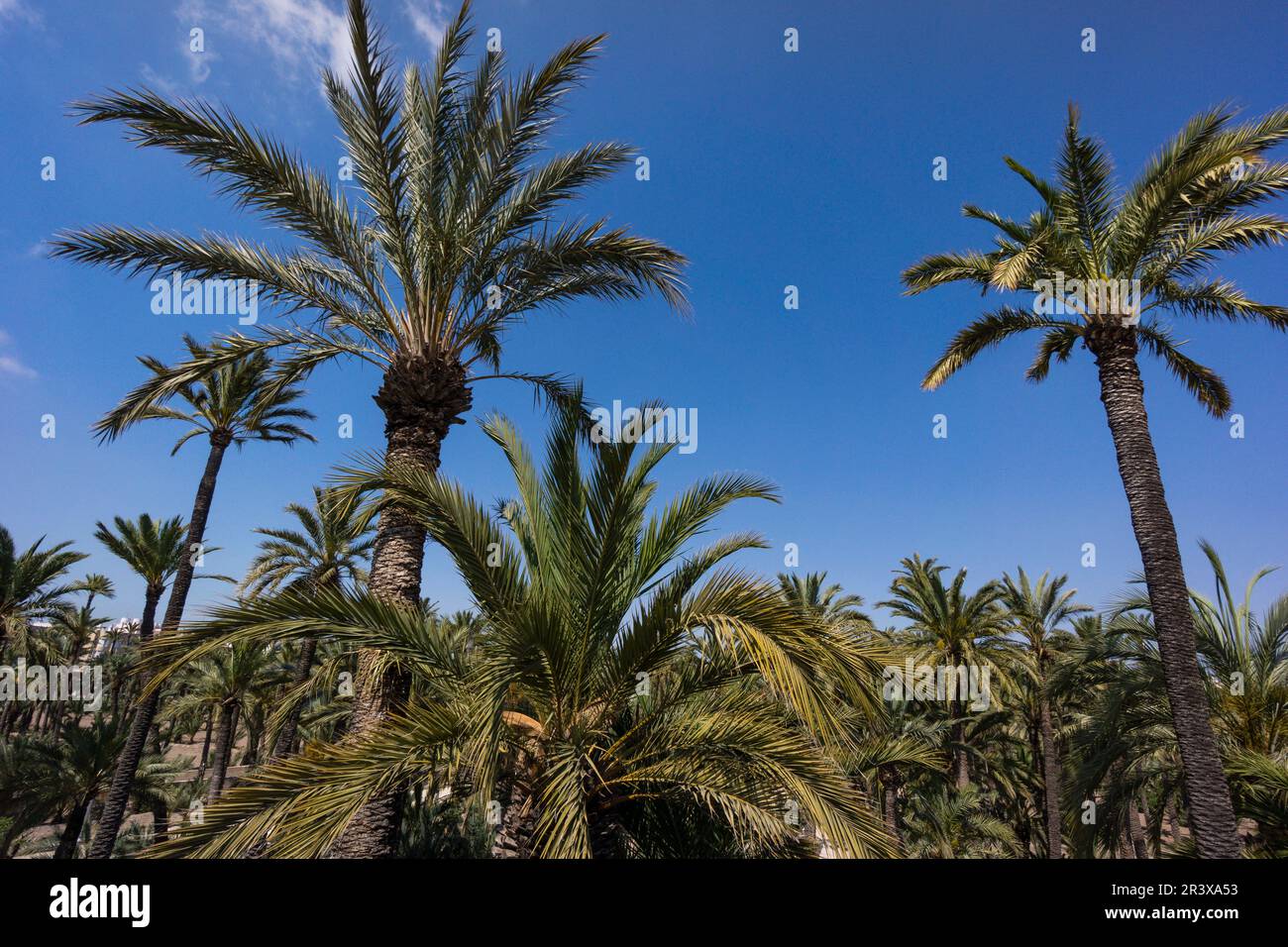 Huerto del Pastoret ,Palmeral de Elche, Unesco World Heritage Site ...