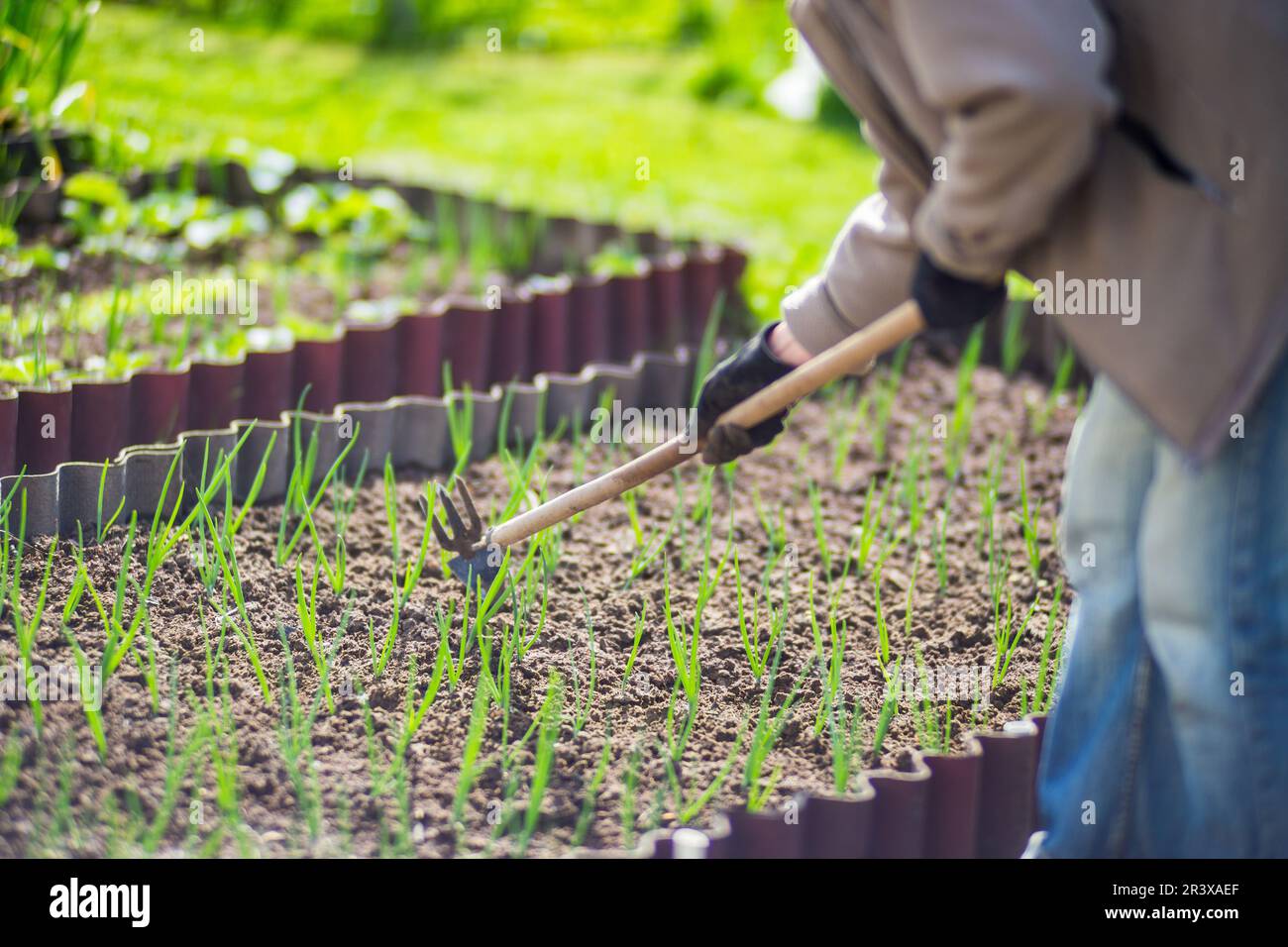 Weeding beds with agricultura plants growing in the garden. Weed ...