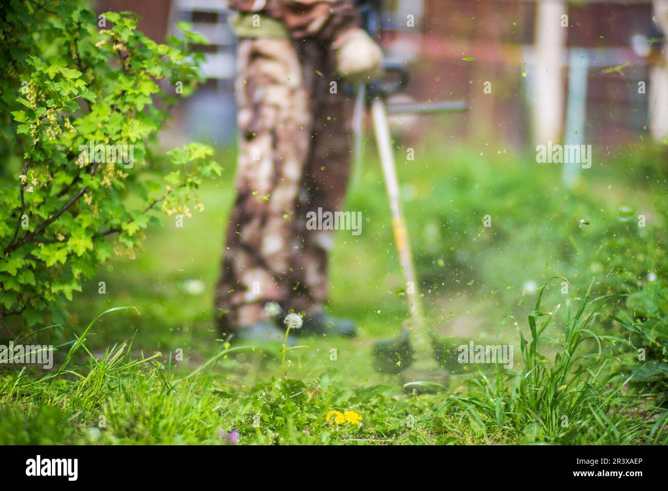 Man mowing tall grass with electric or petrol lawn trimmer in backyard ...