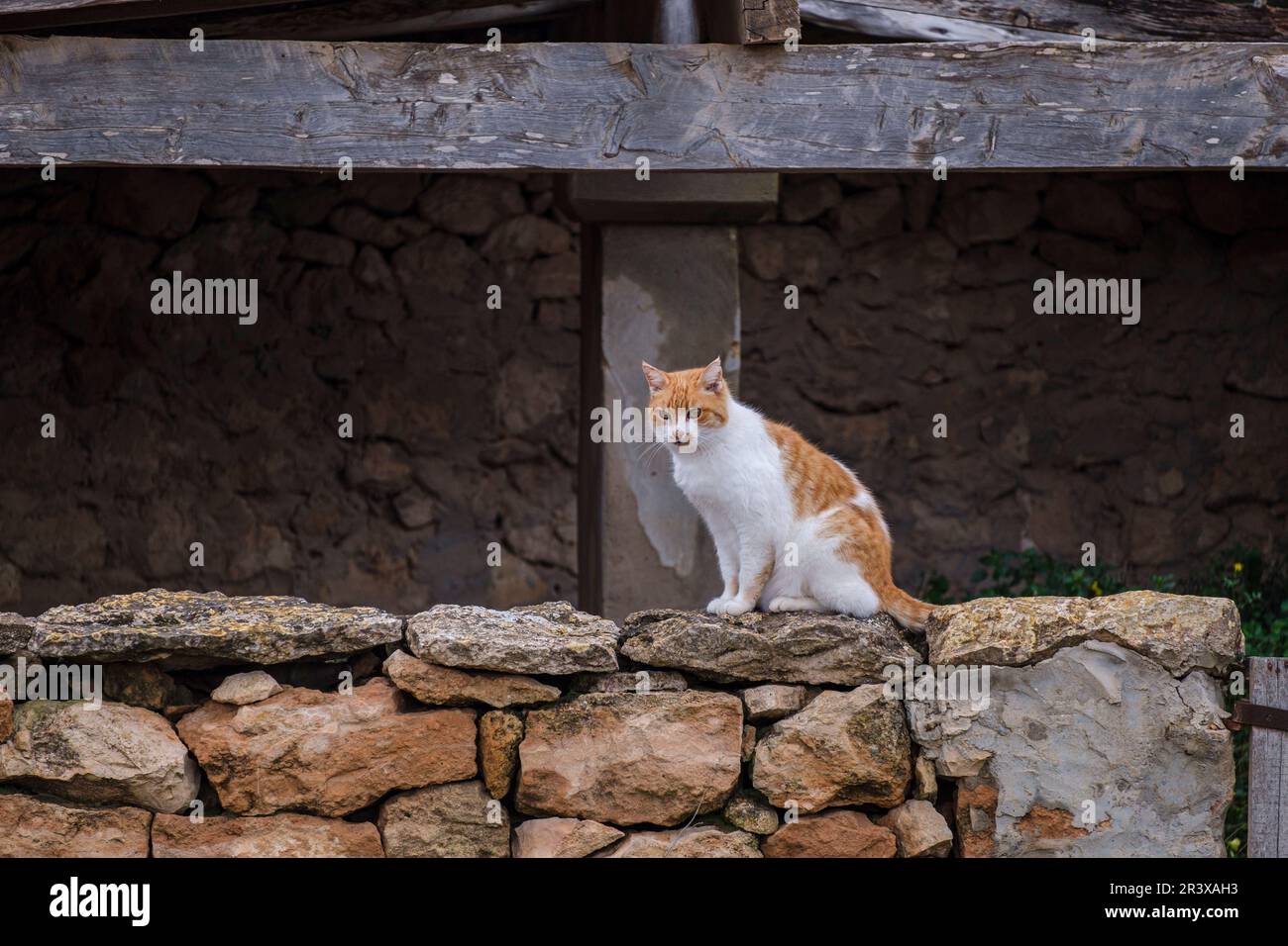 cat on the wall, green route Cala Saona, Formentera, Pitiusas Islands ...
