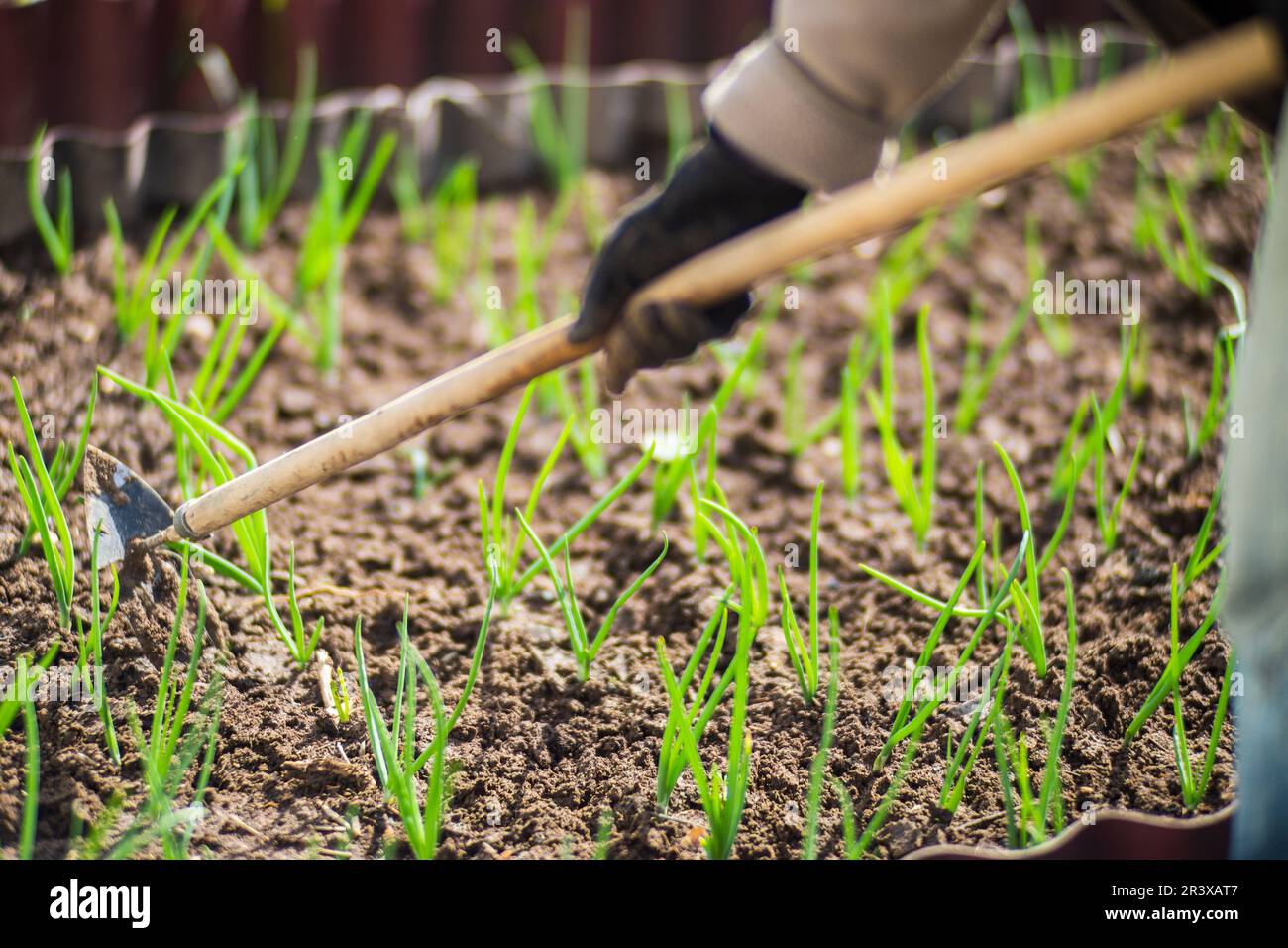 Weeding beds with agricultura plants growing in the garden. Weed ...