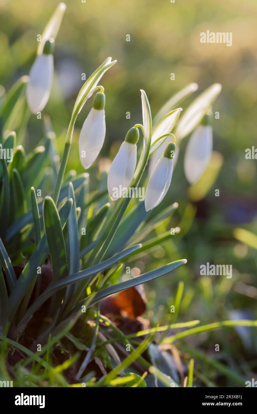 Galanthus nivalis, known as the Snowdrop or Common snowdrop Stock Photo ...