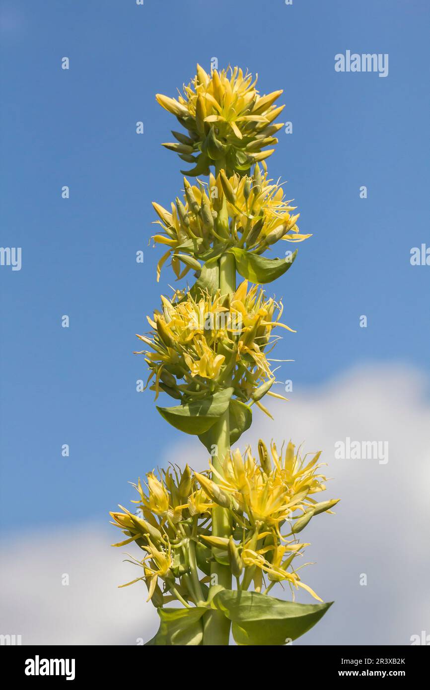 Gentiana lutea, known as the Great yellow gentian, Yellow gentian ...
