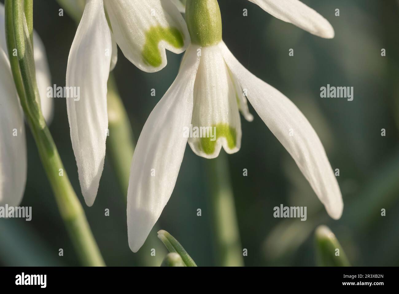 Galanthus nivalis, known as the Snowdrop or Common snowdrop Stock Photo ...