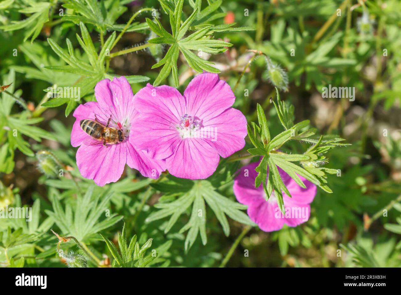 Geranium sanguineum, known as Bloody cran's-bill, Bloody cranesbill ...