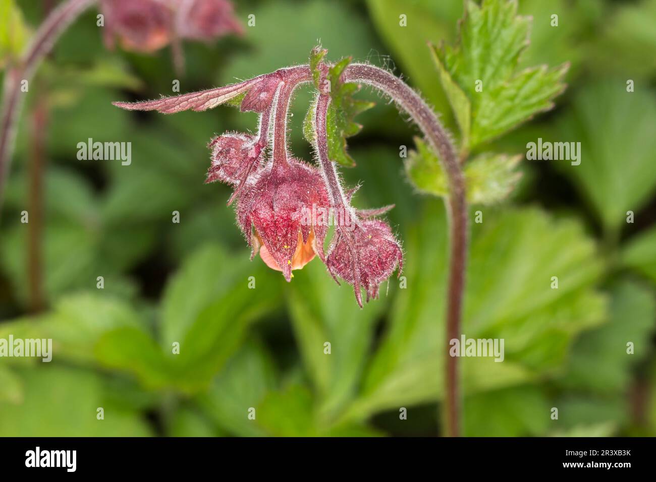 Geum rivale, known as Purple avens, Water avens Stock Photo - Alamy