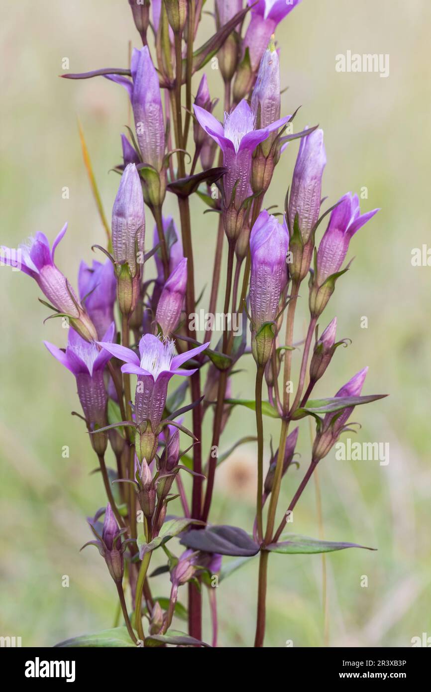 Gentianella germanica, commonly known as the German gentian, Chiltern ...