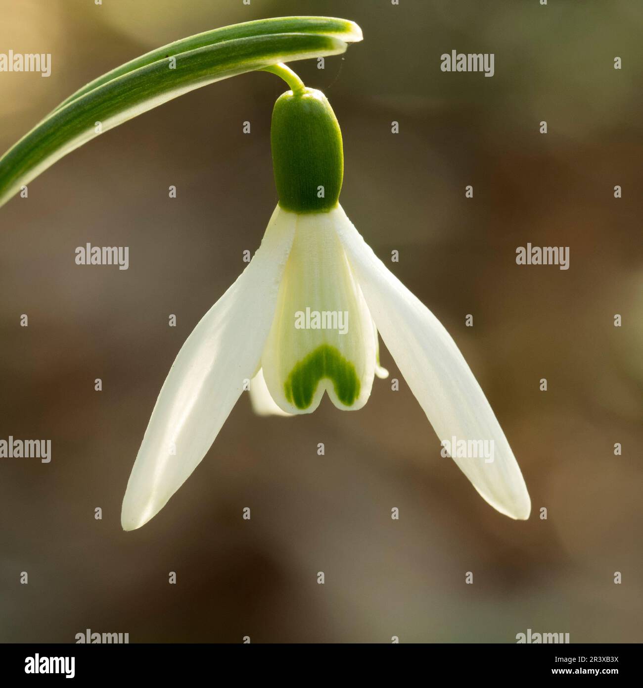 Galanthus nivalis, known as the Snowdrop or Common snowdrop Stock Photo ...