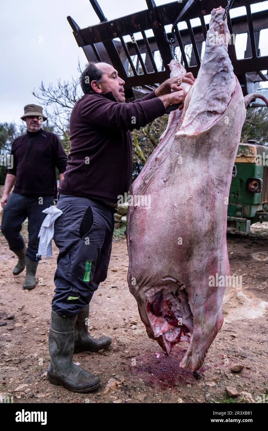 traditional slaughter of the Mallorcan black pig, Mallorca, Balearic ...