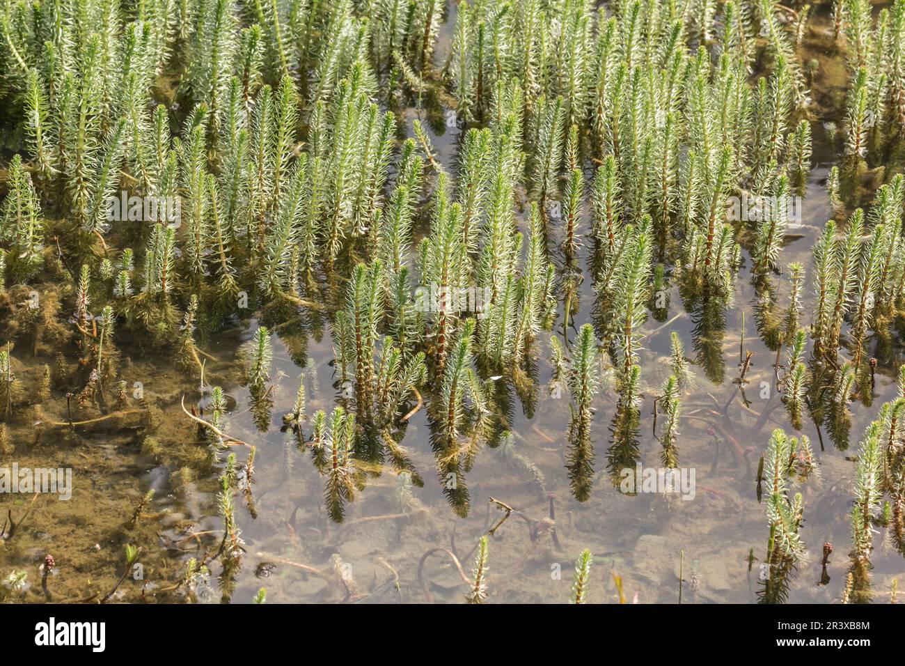 Hippuris vulgaris, known as Mare's-tail, Common mare's tail, Horsetail ...