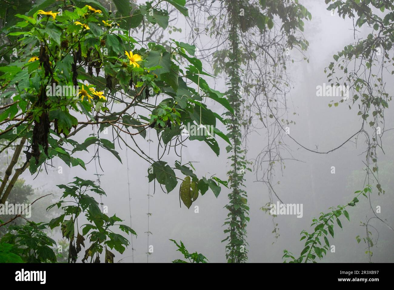 bosque humedo, Zona Reina, Quiché, República de Guatemala, América ...
