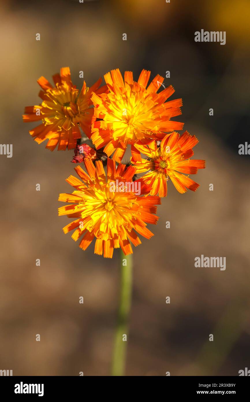 Hieracium aurantiacum, common names are Orange hawkweed, Tawny hawkweed ...