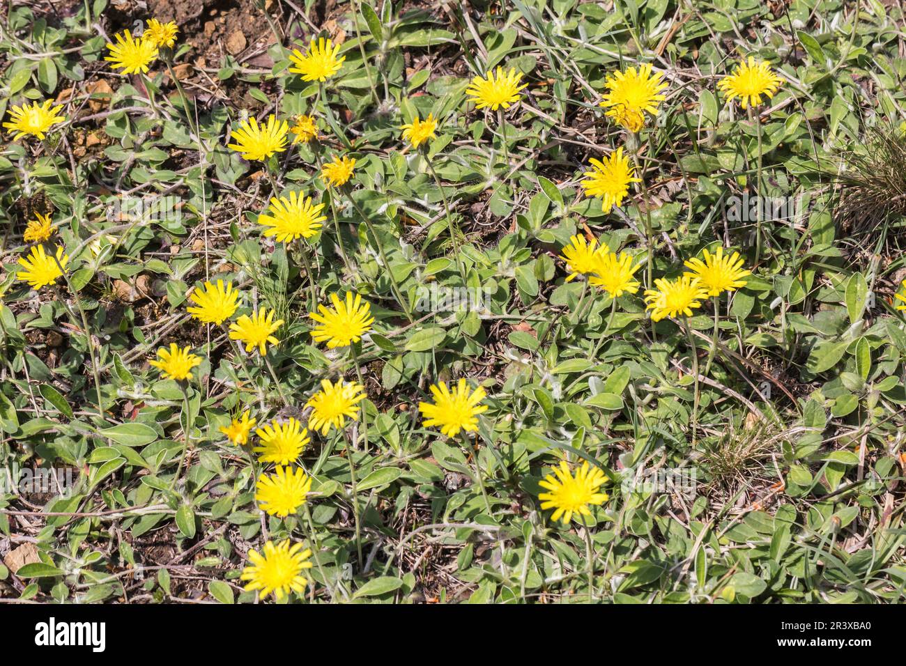 Hieracium pilosella, known as the Mouse-ear hawkweed, Hawkweed Stock ...