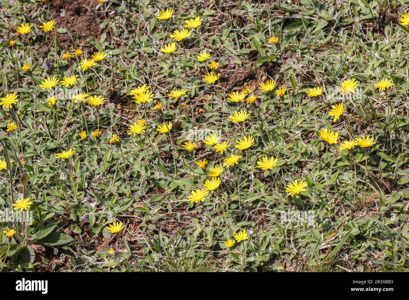 Hieracium pilosella, known as the Mouse-ear hawkweed, Hawkweed Stock ...