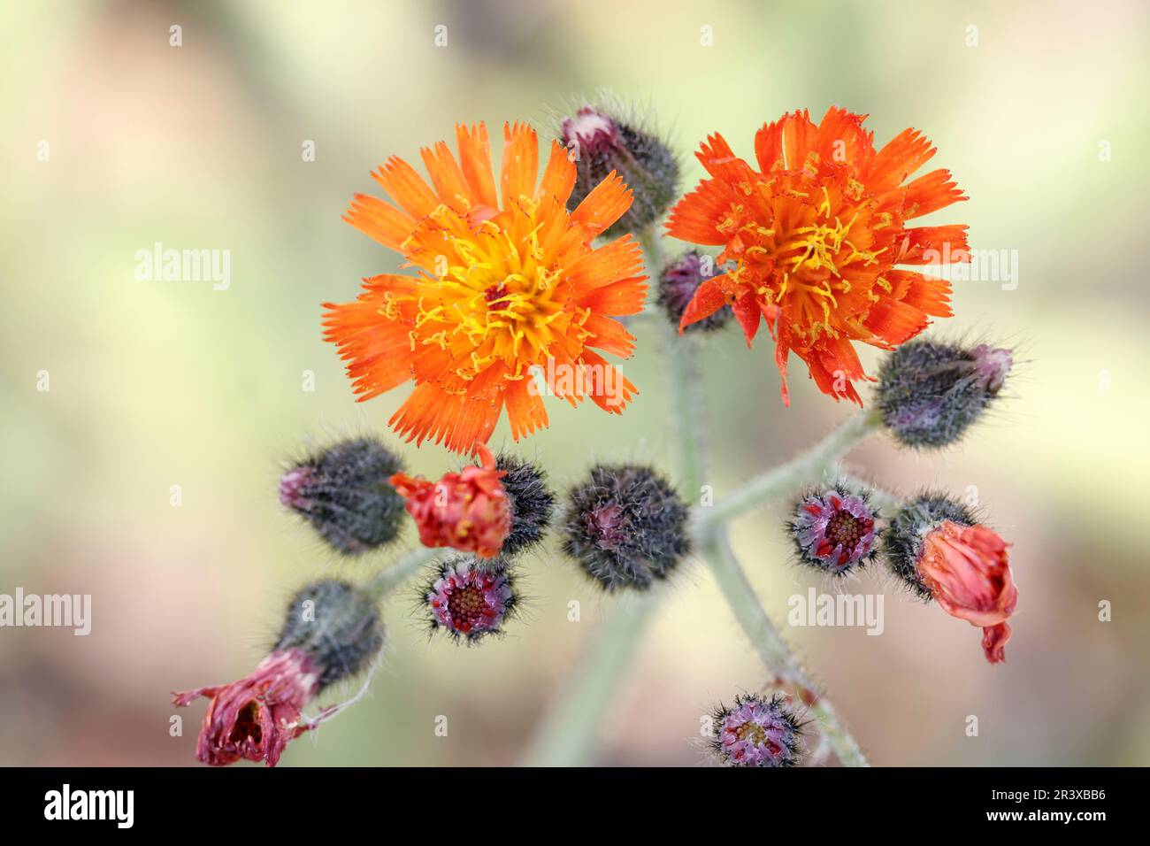 Hieracium aurantiacum, common names are Orange hawkweed, Tawny hawkweed ...