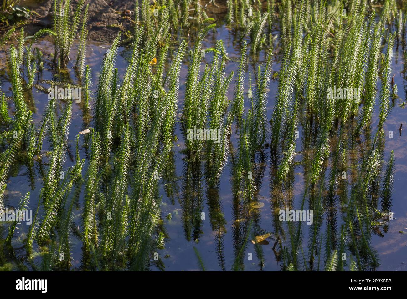 Hippuris vulgaris, known as Mare's-tail, Common mare's tail, Horsetail ...