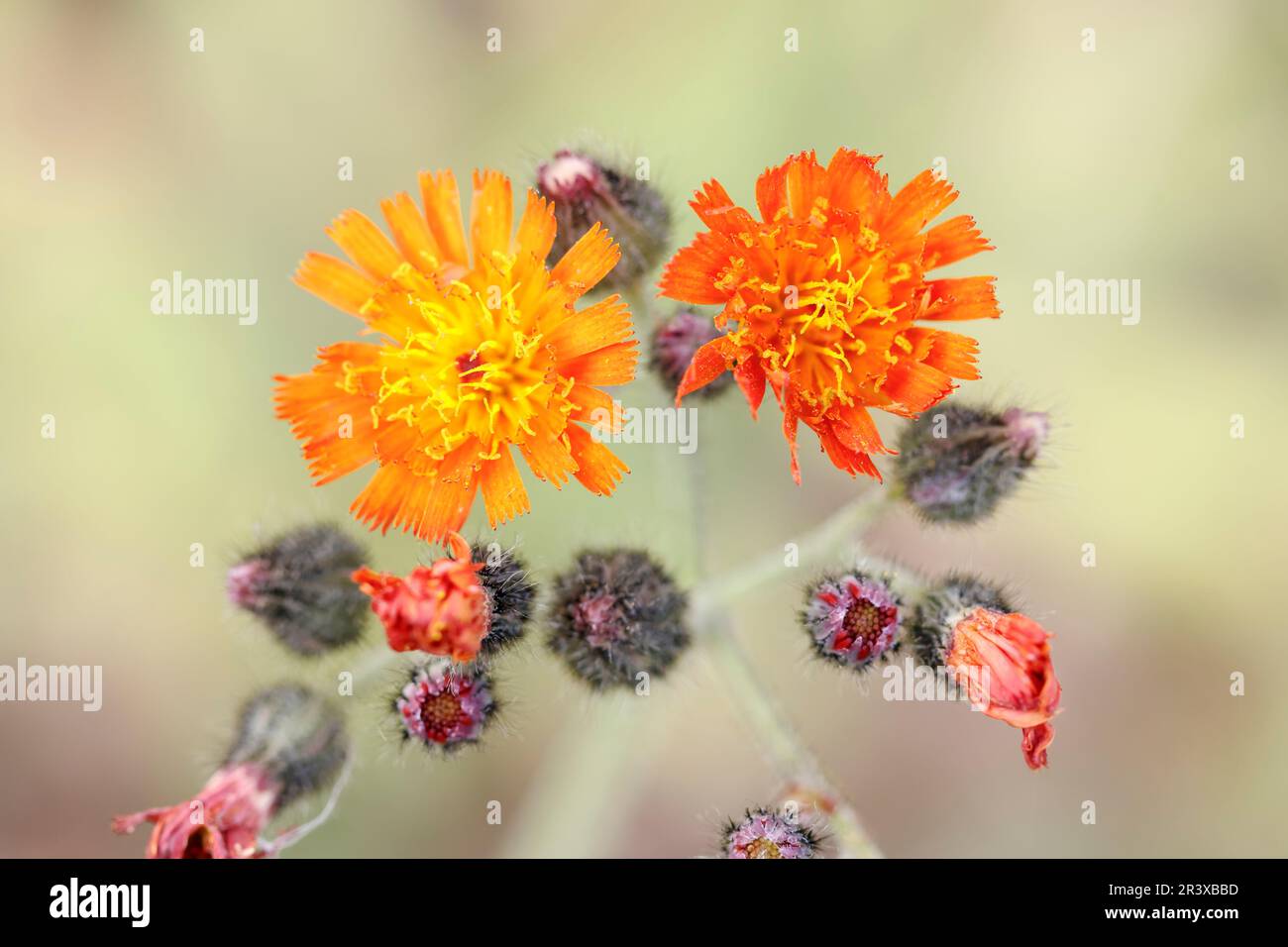 Hieracium aurantiacum, common names are Orange hawkweed, Tawny hawkweed ...