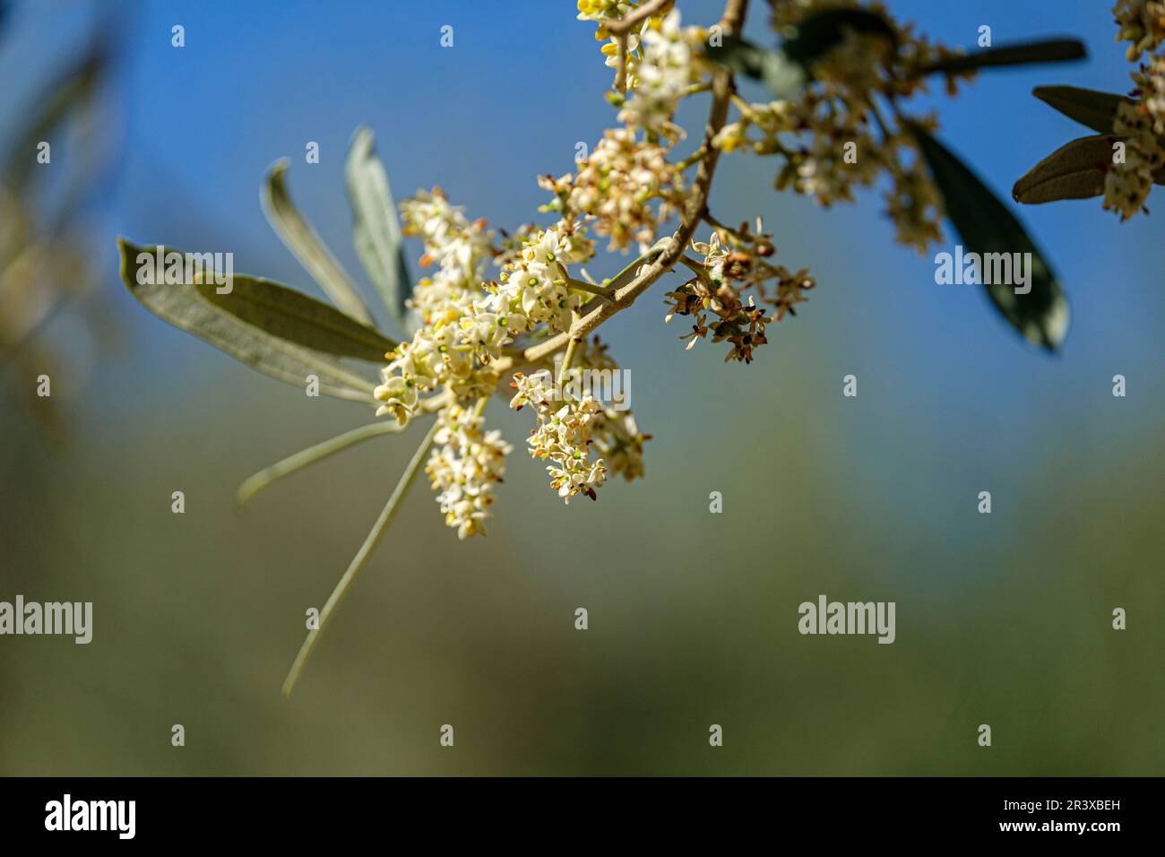Flor principal hi-res stock photography and images - Alamy