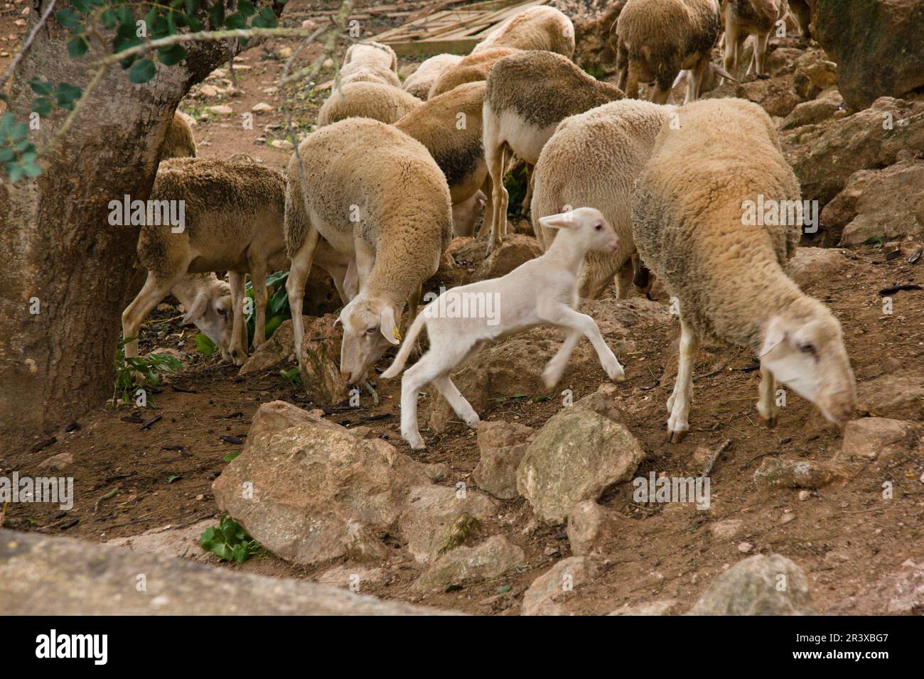 La isla de ovejas hi-res stock photography and images - Alamy