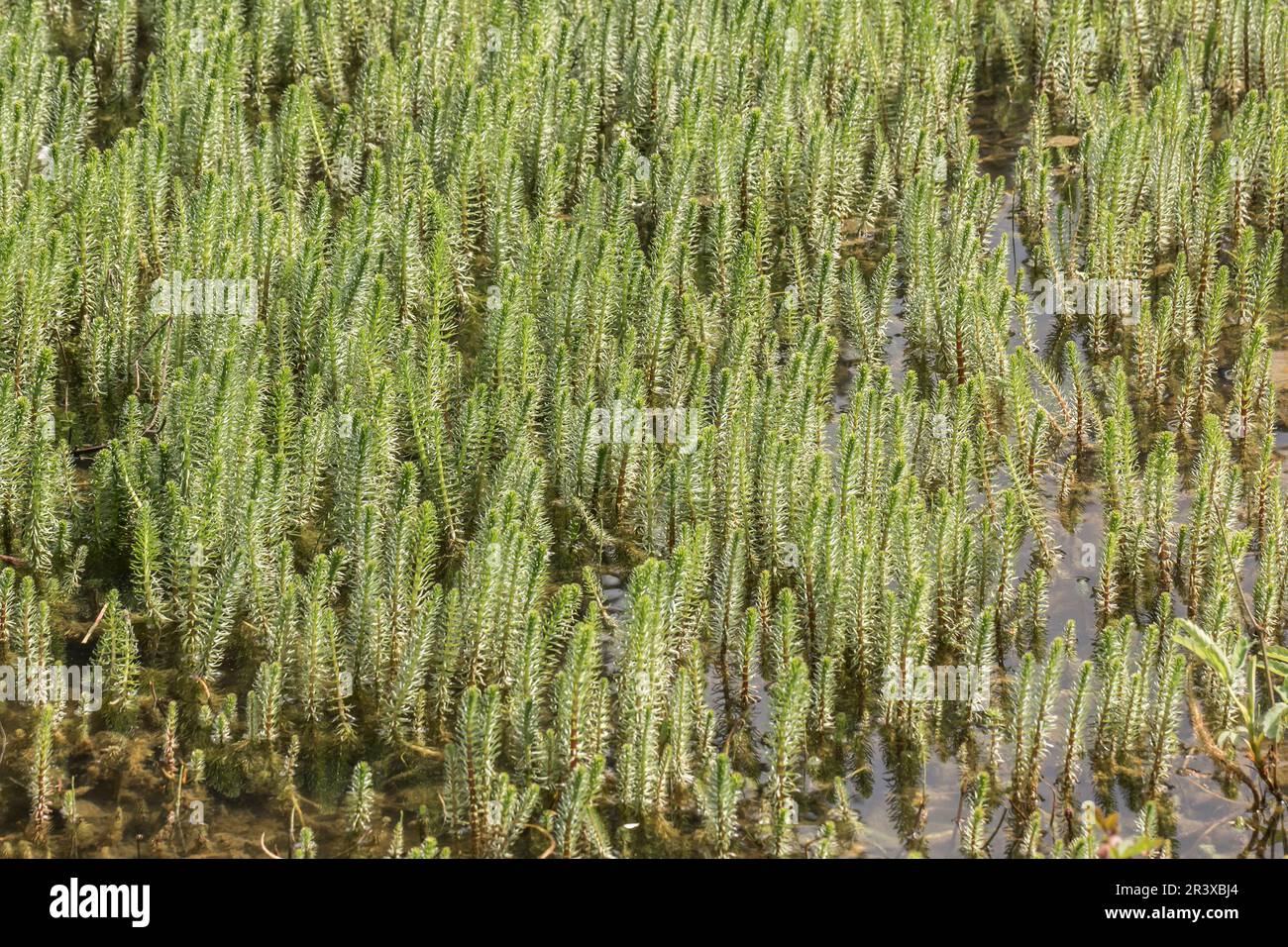 Hippuris vulgaris, known as Mare's-tail, Common mare's tail, Horsetail ...