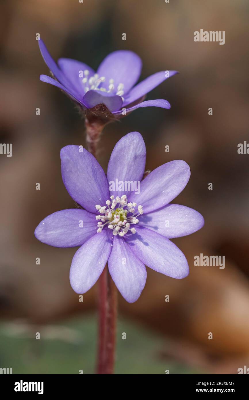 Hepatica nobilis, known as Kidneywort, Liverleaf, Liverwort, Pennywort ...