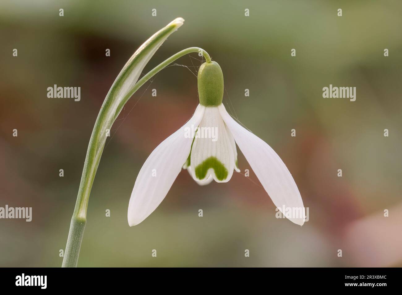Galanthus nivalis, known as the Snowdrop or Common snowdrop Stock Photo ...