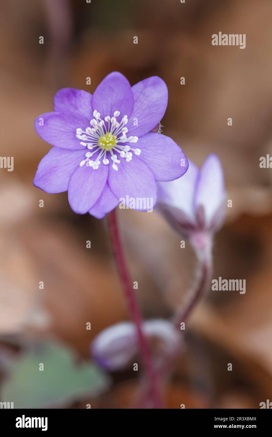 Hepatica nobilis, known as Kidneywort, Liverleaf, Liverwort, Pennywort ...
