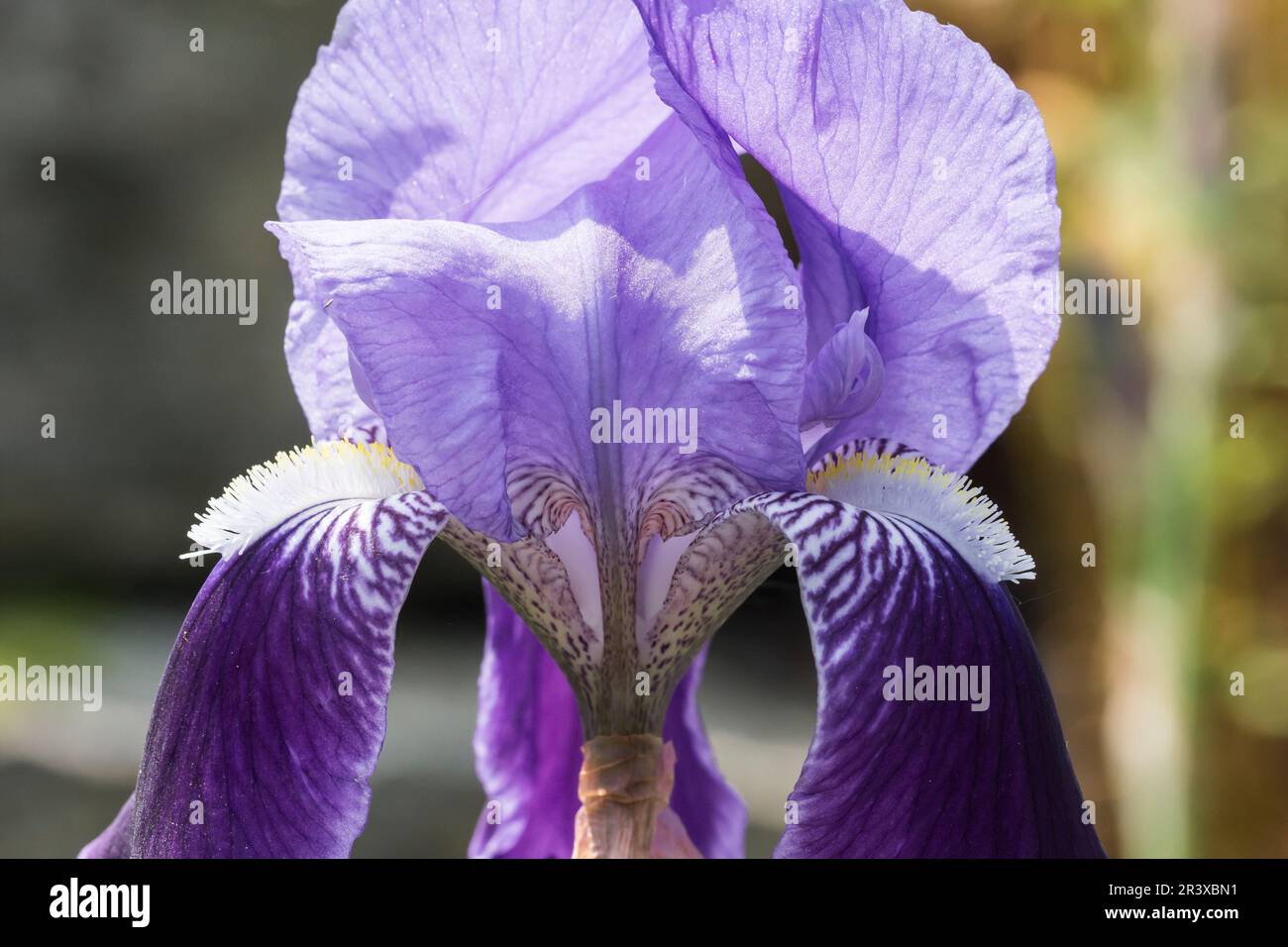 Iris germanica, known as German Iris, German iris, Bearded iris, German ...