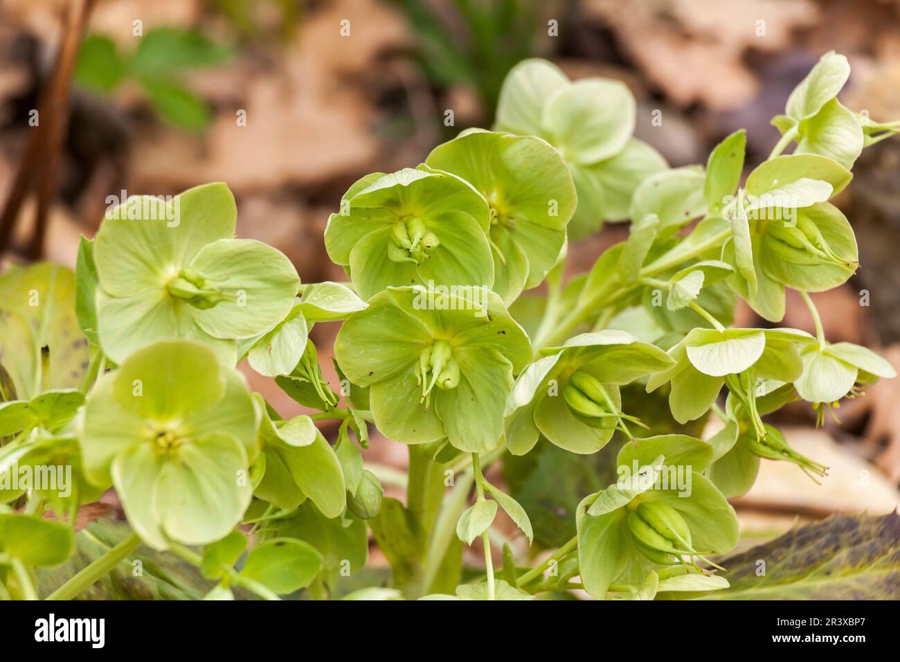 Helleborus argutifolius, ssp. corsicus, commonly known as the Corsian ...