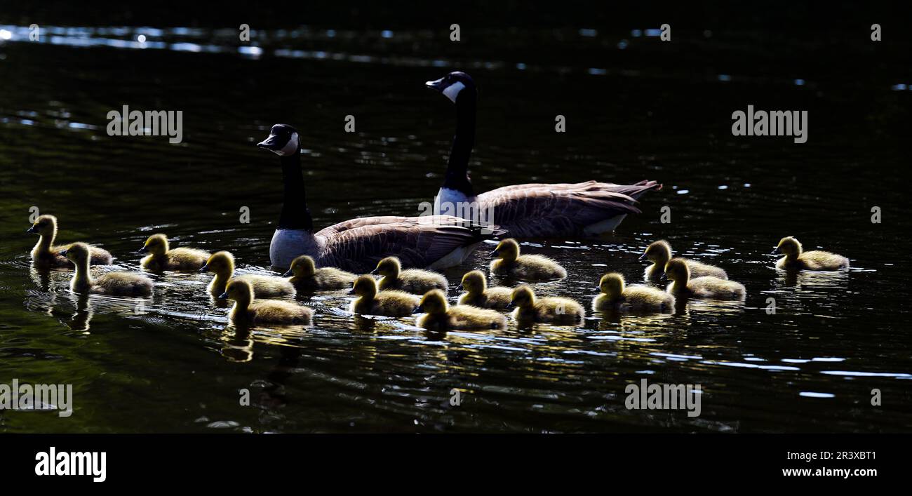 A mother goose and her Canada Goose chicks (Gosling) swim and parade ...