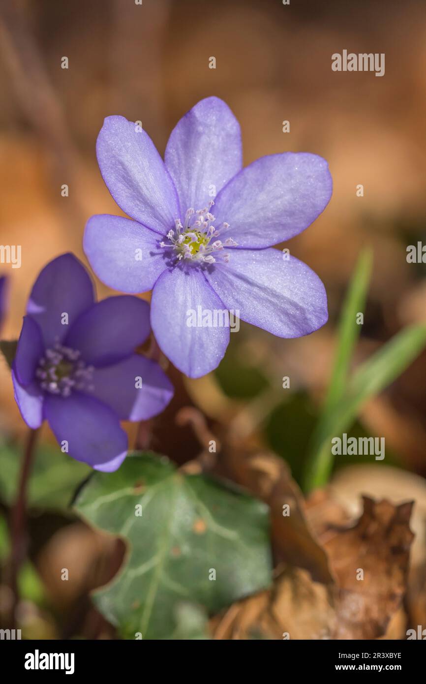 Hepatica nobilis, known as Kidneywort, Liverleaf, Liverwort, Pennywort ...