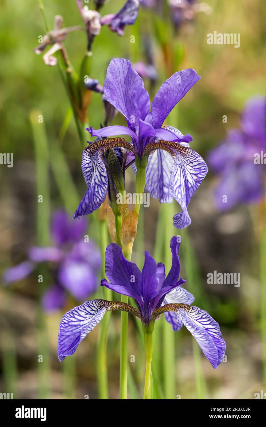 Iris sibirica, known as the Siberian iris, Siberian flag Stock Photo ...