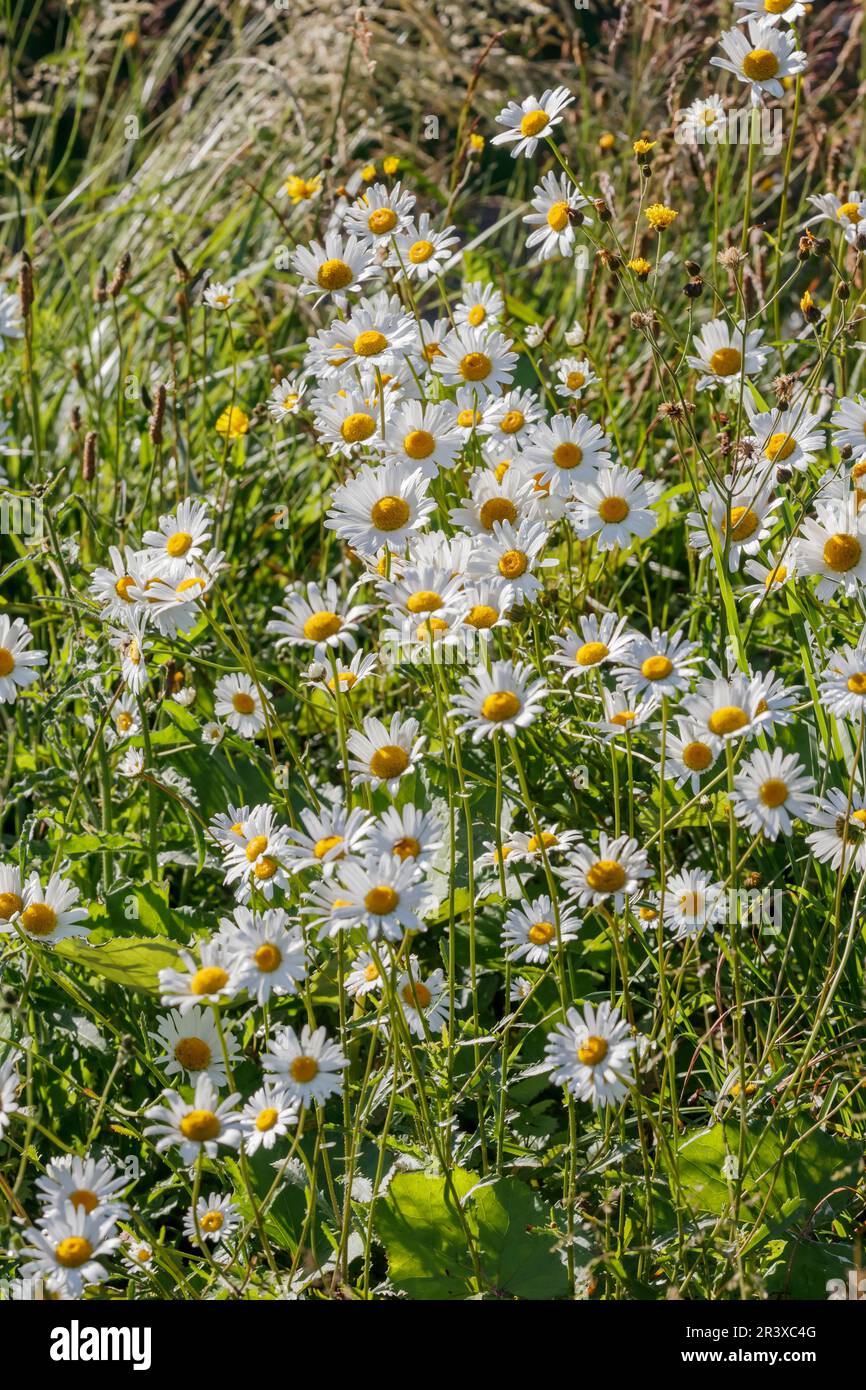 Leucanthemum vulgare, known as the Ox-eye daisy, Oxeye daisy Stock ...