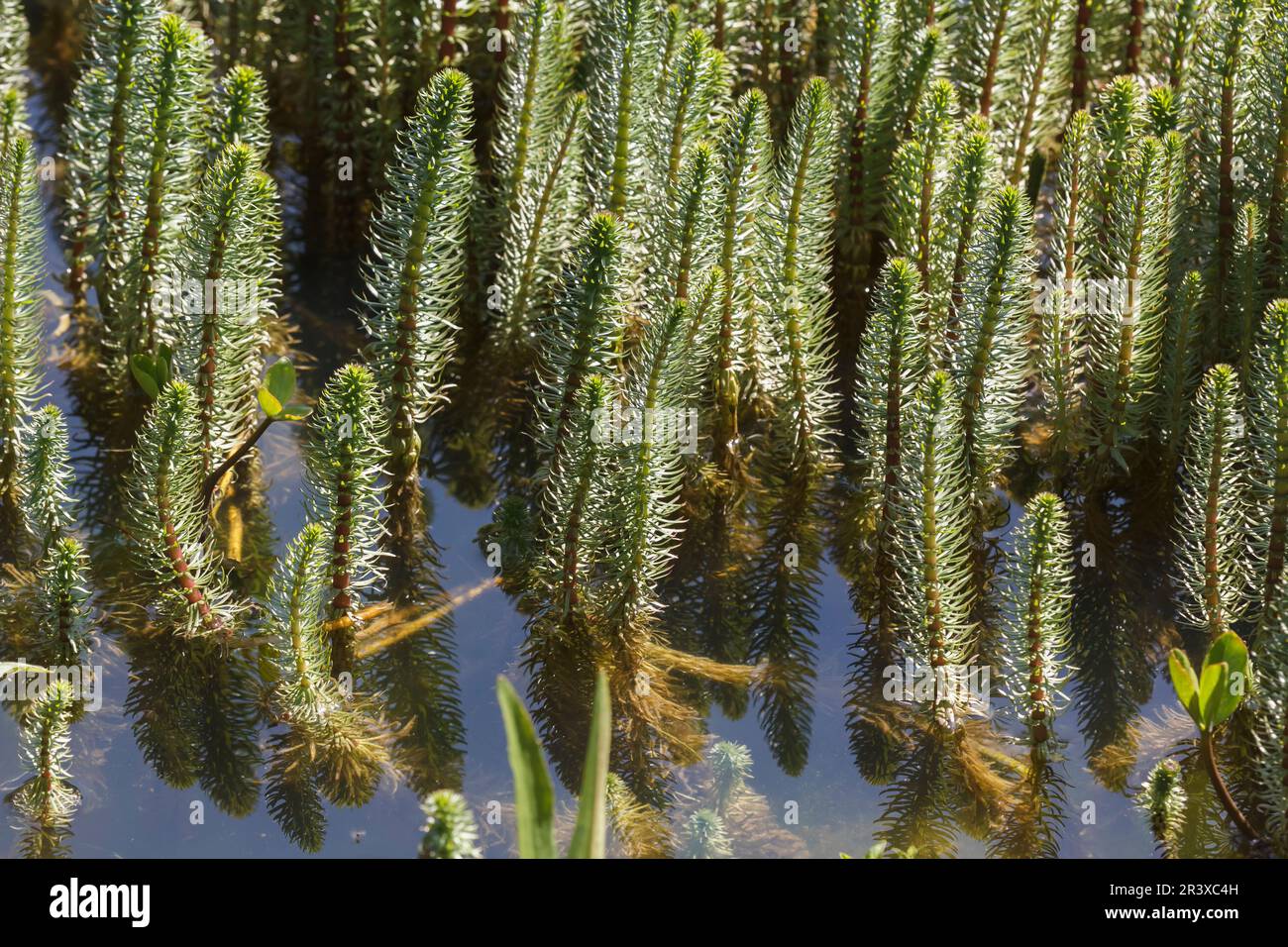 Hippuris vulgaris, known as Mare's-tail, Common mare's tail, Horsetail ...