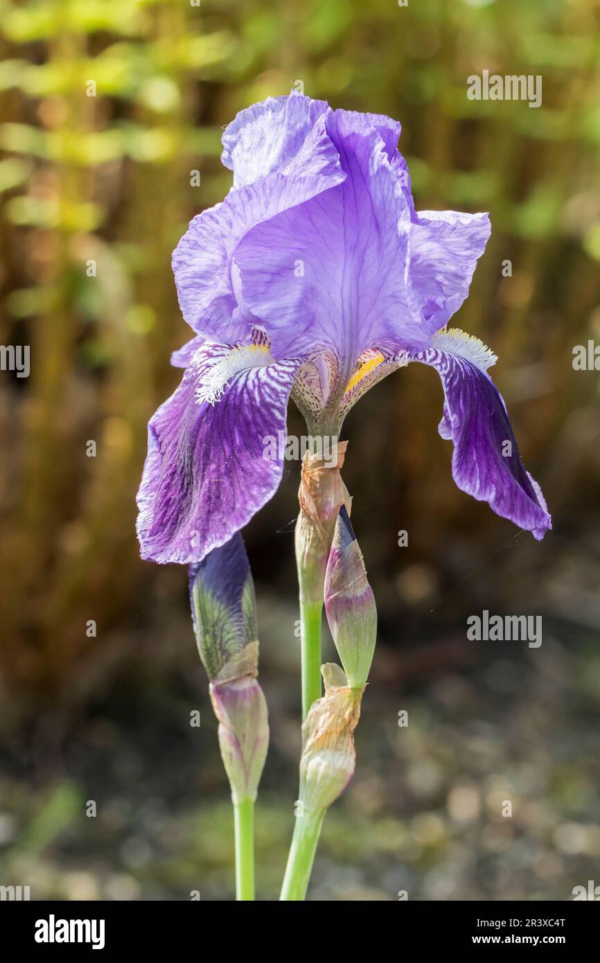 Iris germanica, known as German Iris, German iris, Bearded iris, German bearded iris Stock Photo ...